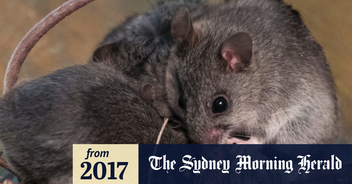 Scientists play cupid in bid to save critically endangered smoky mouse