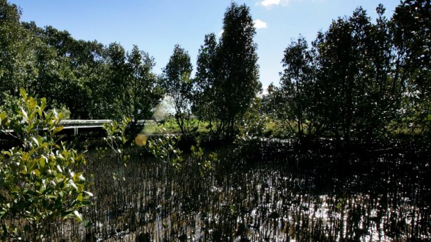 Everlasting Swamp to be state's newest national park