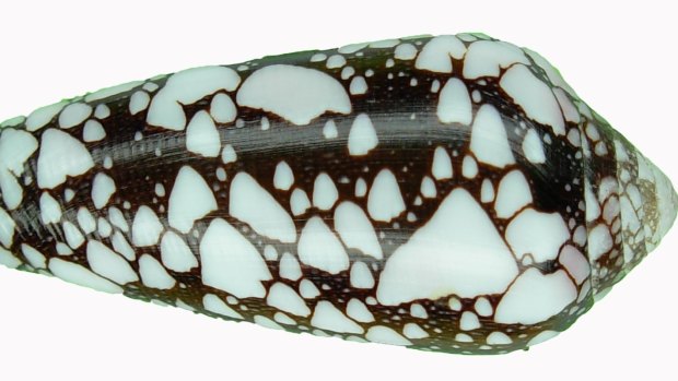 Potential pain relieving cone snail venom more complex than first thought