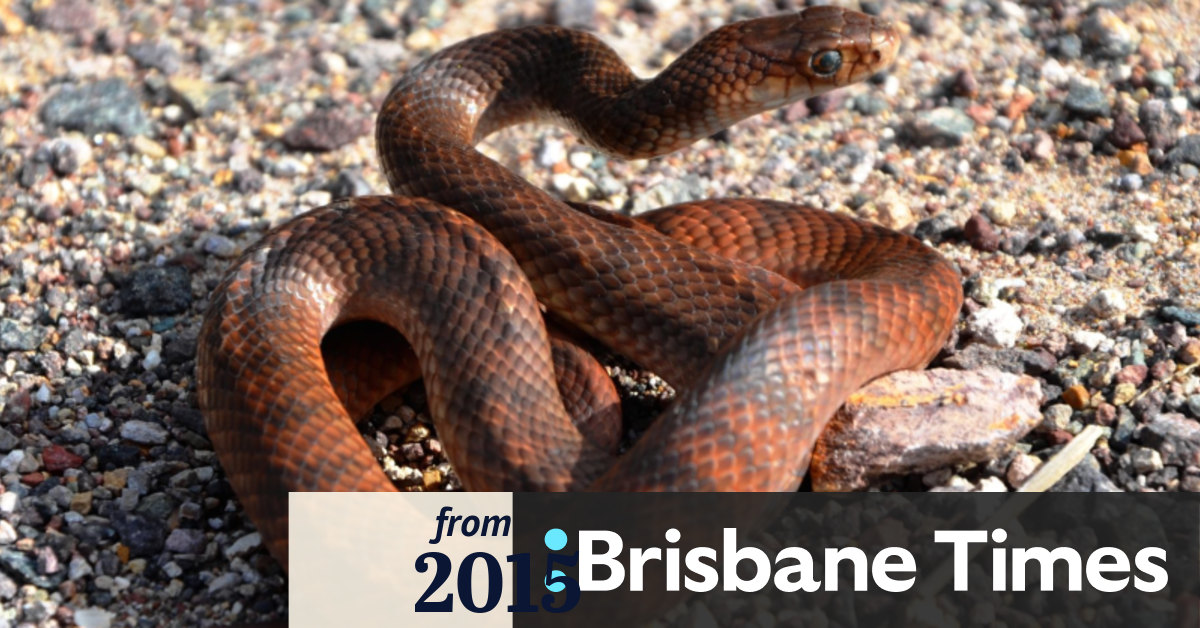 Man bitten by juvenile brown snake at tomato plantation outside Bundaberg