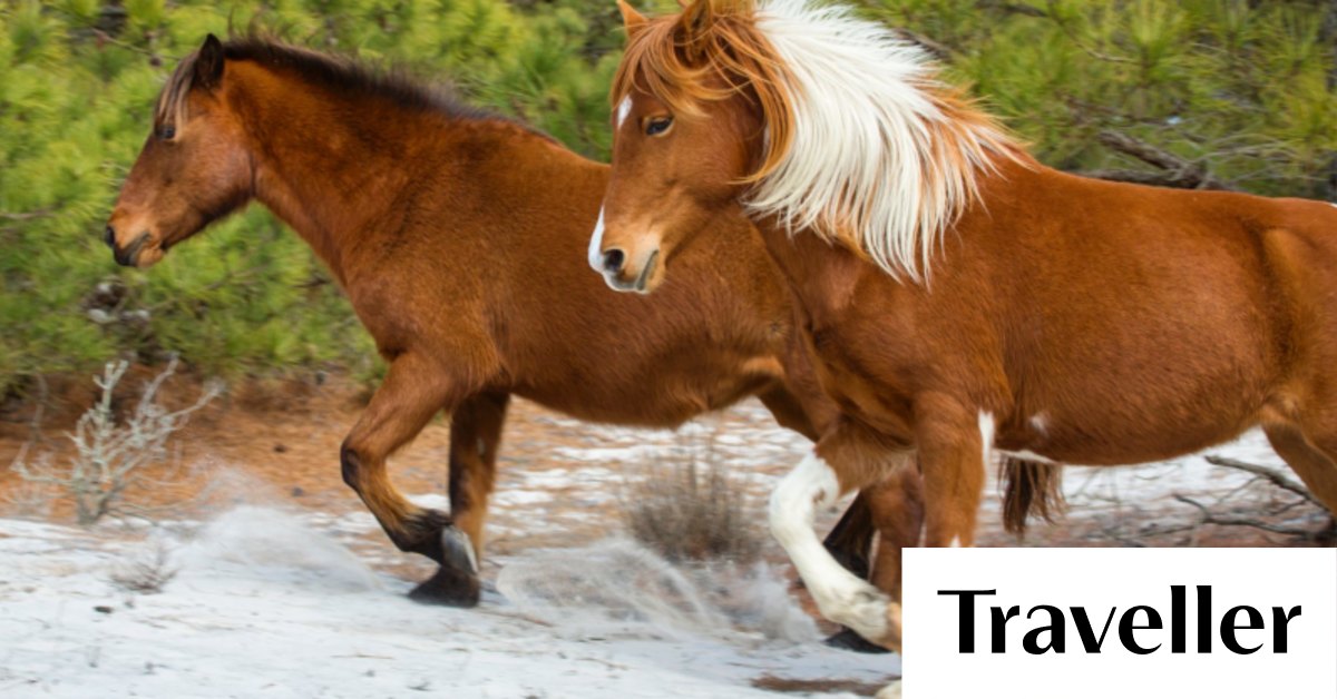How to see the wild horses of Assateague Island, USA