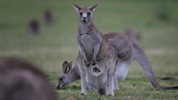 Kangaroo farts experiment has serious side