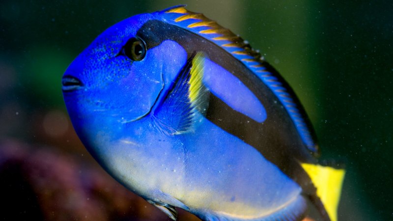 Fears 'Finding Dory' pet demand could threaten Royal Blue Tang fish ...