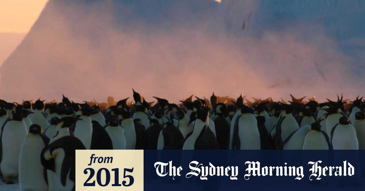 Only three lucky groups of emperor penguins survived the last ice age