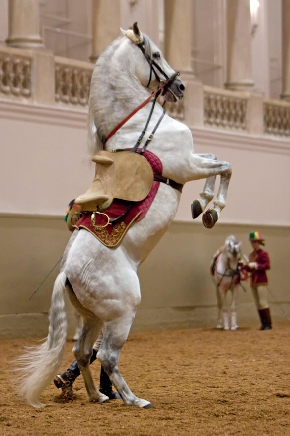 lipizzaner dancing