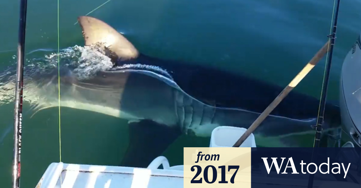 Four metre shark filmed up close in WA's South West
