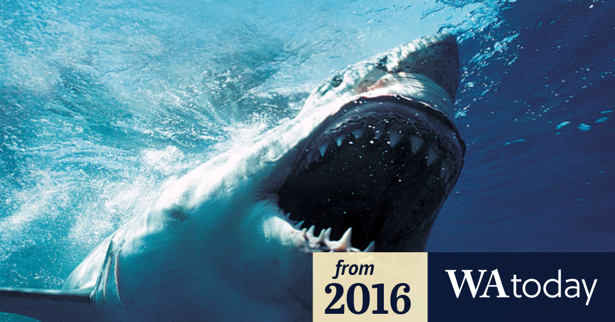 Big shark rams Albany kayaker