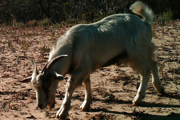 Feral goats shot from helicopter in Murray Sunset National Park