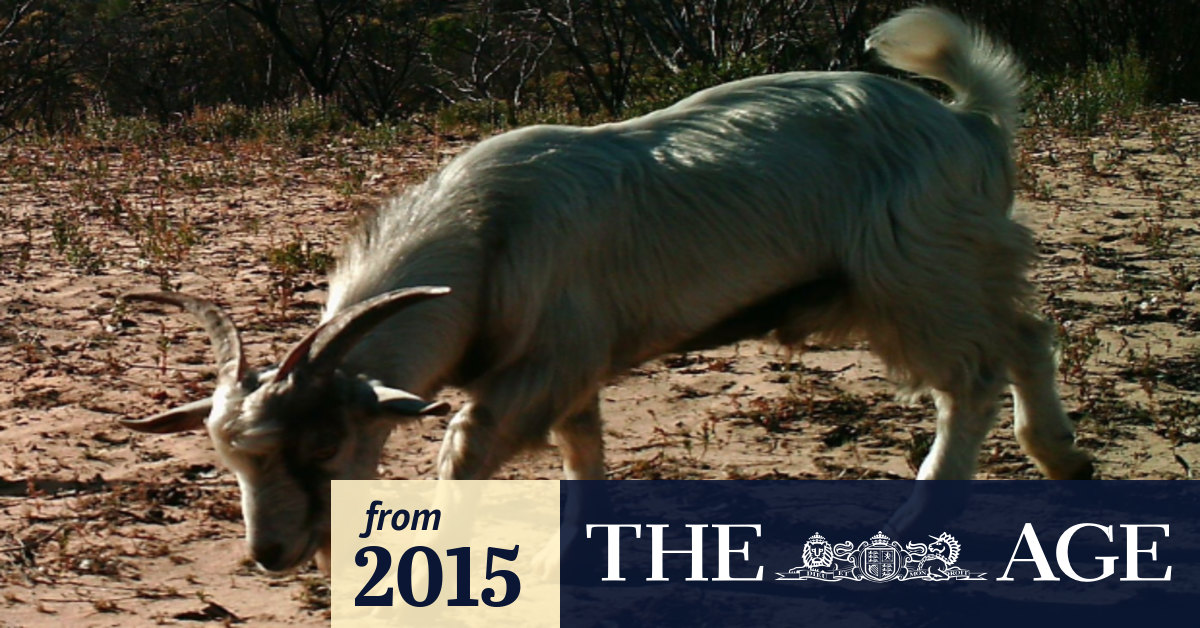 Feral goats shot from helicopter in Murray Sunset National Park