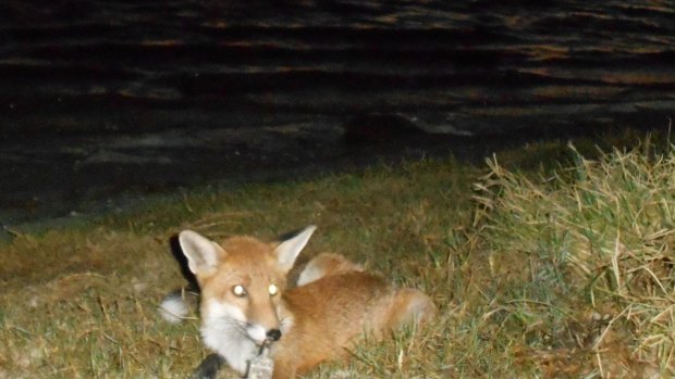 Fox numbers double in Perth metro areas in past year says pest controller