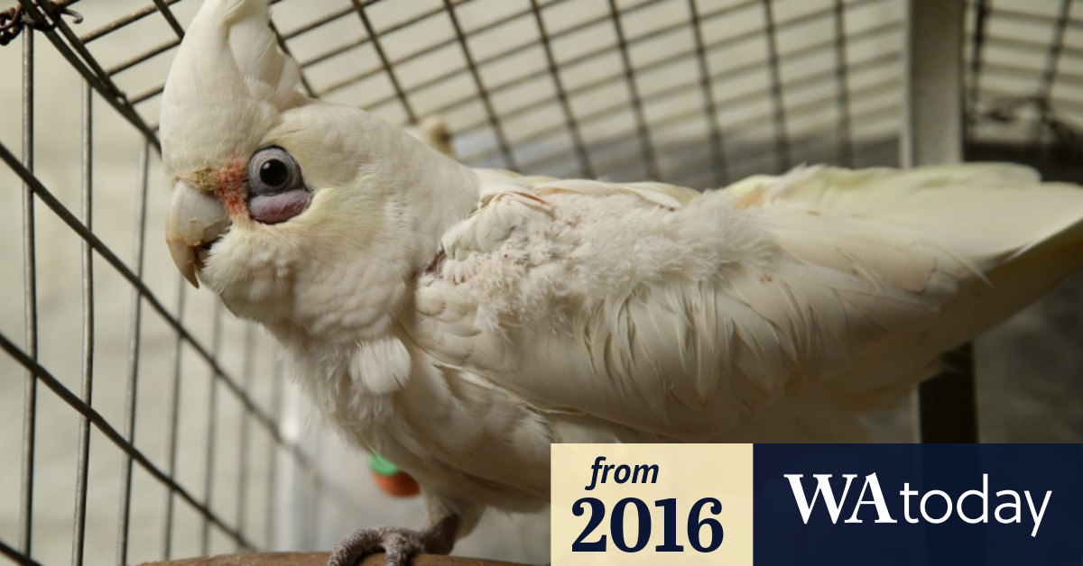 Mystery surrounds death of Corella birds in WA's Pilbara region