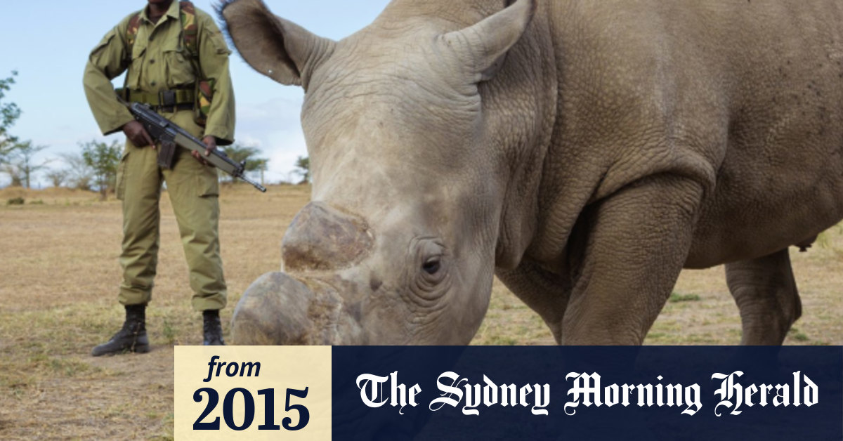 The rhino under armed guard: so many species leave us, before we even ...