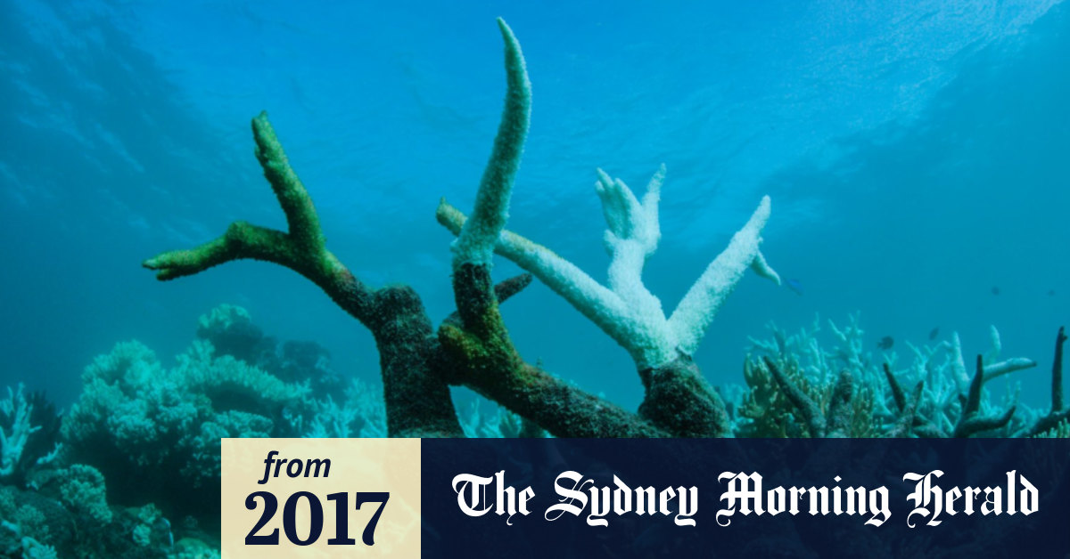 Chasing Coral, a cautionary but surprisingly upbeat documentary about ...