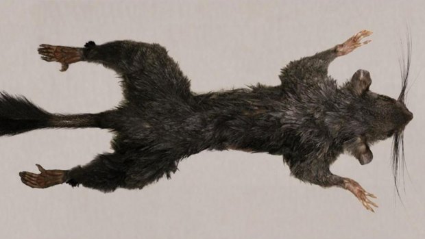 Introducing Zenkerella, the world's most mysterious mammal