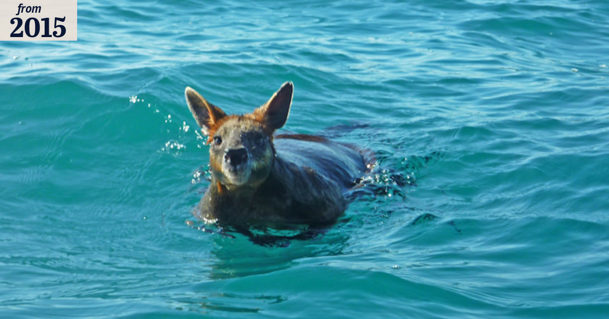 Divers rescue swamp wallaby one kilometre from shore