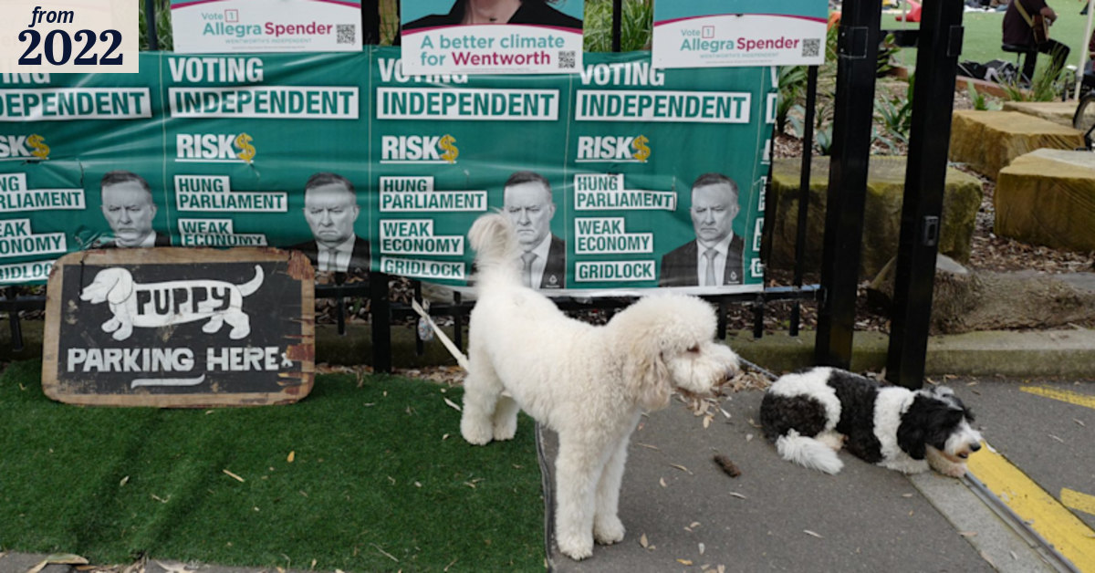 The dogs of Australia wait for their owners to vote in the federal election