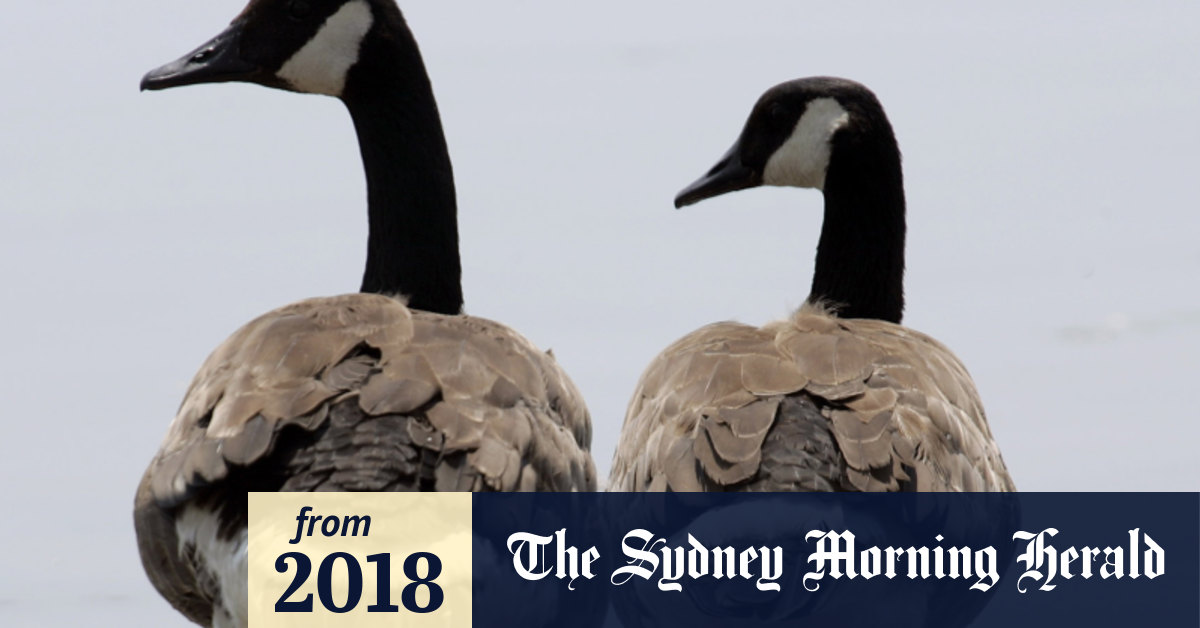 Dead goose falls from sky and knocks out US hunter