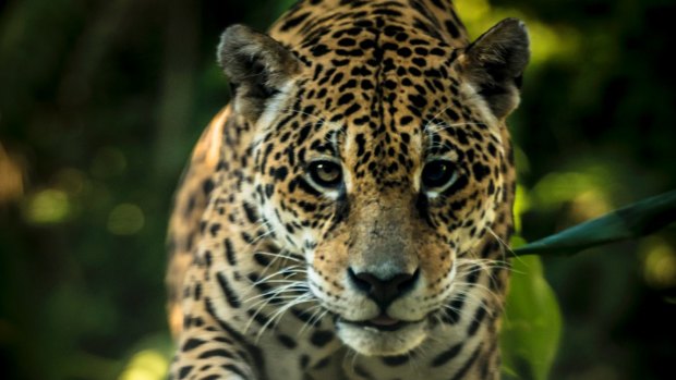 Peruvian Amazon retreat: Dodging jaguars and piranhas