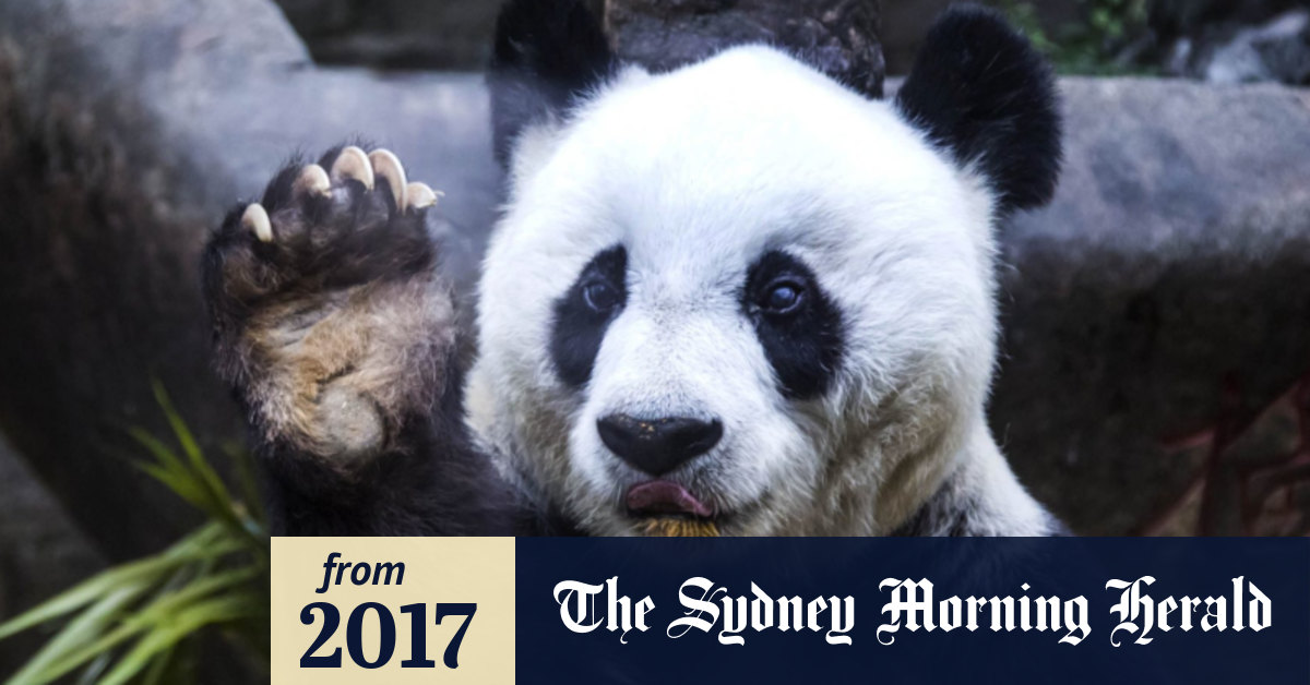 World's oldest giant panda Basi dies in China, aged 37