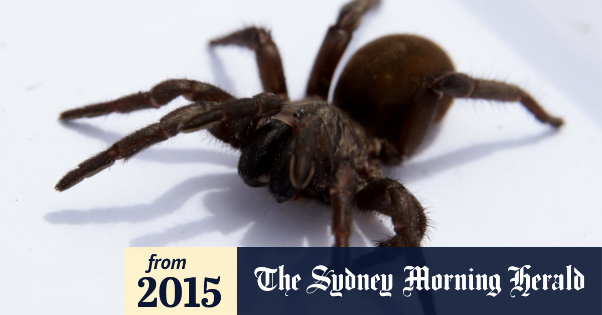 Sydney baby suffers suspected funnel web spider bite
