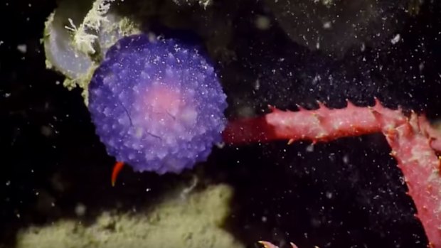 Strange purple blob on Pacific seafloor startles scientists