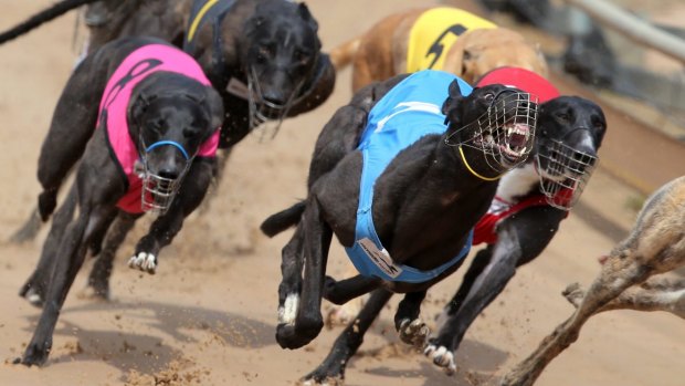 WA Greyhound Association board member stood down