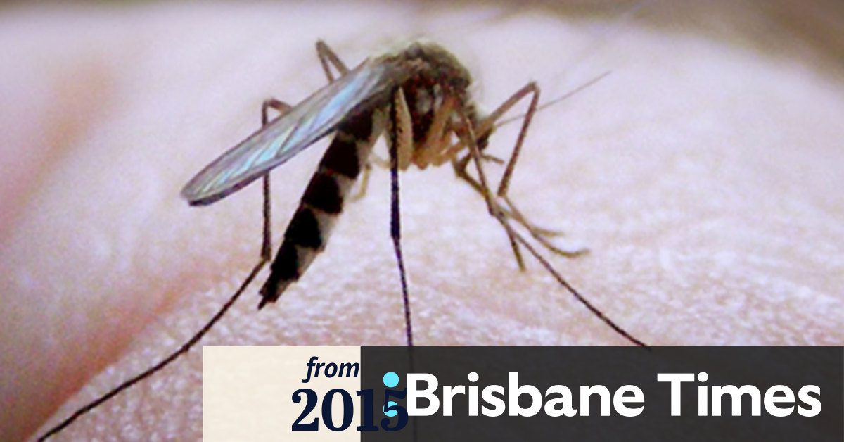 Brisbane mosquito outbreak prompts record aerial sprays