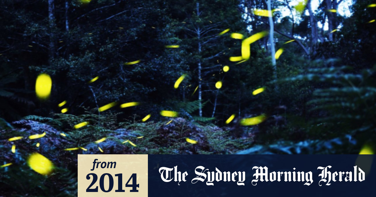 Blue Mountains Firefly come out for seasonal rainforest appearance