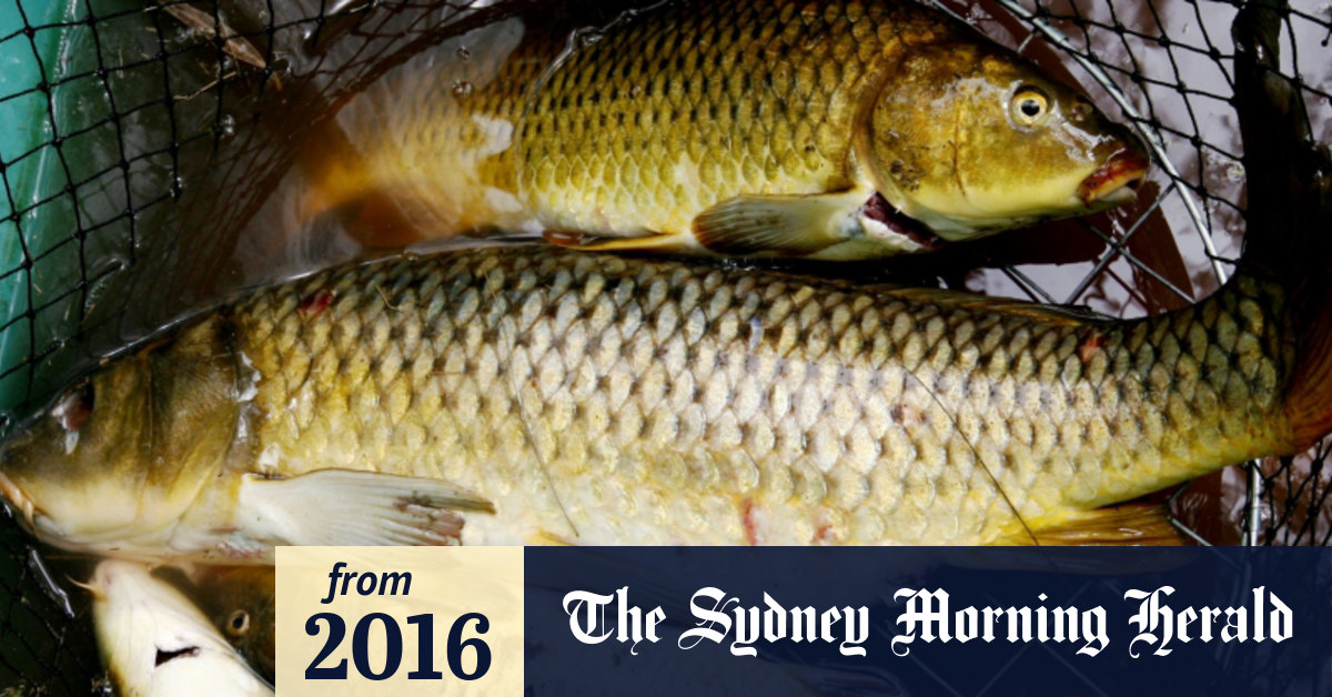 Carp bow fishing trial threatens native species, opponents say