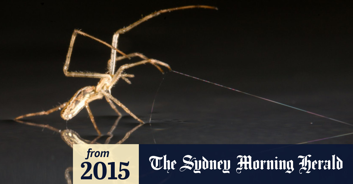Seafaring spiders can sail across water like ships