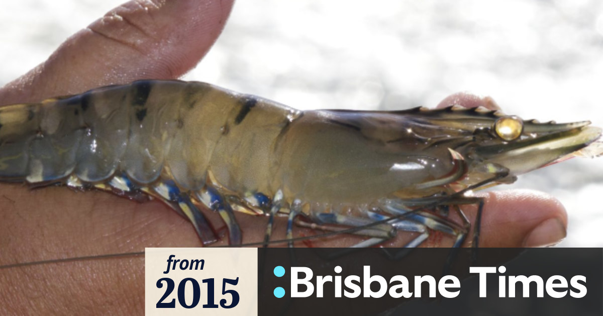 Scientists work to create 'super prawn'