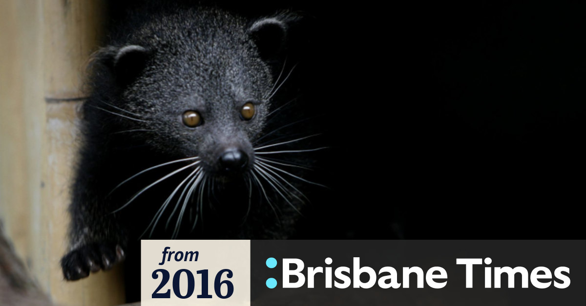 Exotic animals go on the run from Queensland zoos