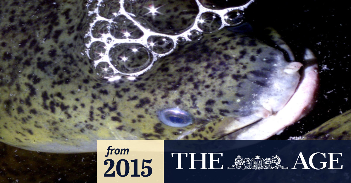 Taste of Summer: It's eel season for the Gunditjmara people in south ...