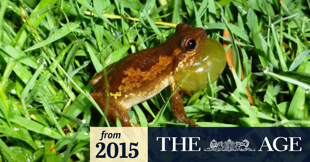 Noisy tree frog sets path to eco-destruction