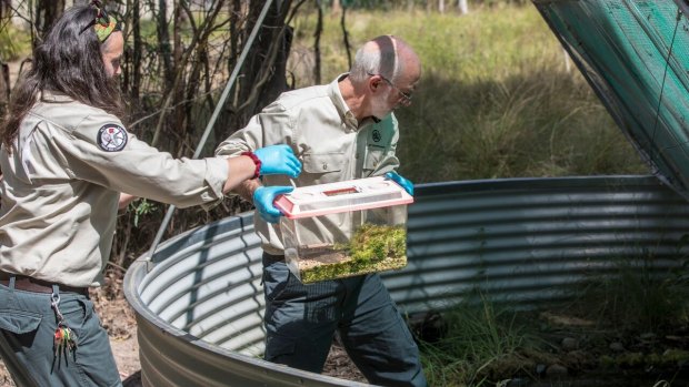 Breeding technique give northern corroboree frogs a taste of the wild ...