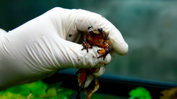 Frog princess find could be kiss of life for an amphibian that's almost ...