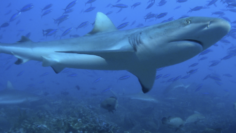 Spectacular shark pyramid reveals how the predators target their prey