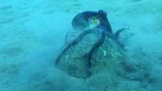 Octopus carries coconut shells as instant shelter