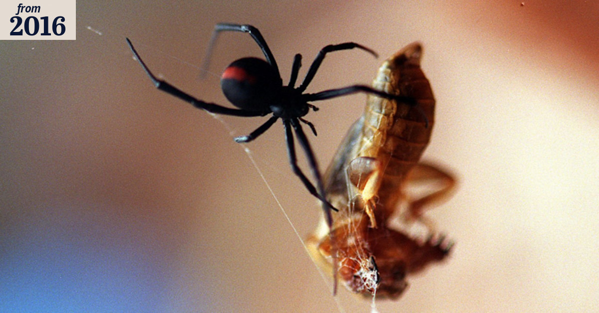 red back spider bite