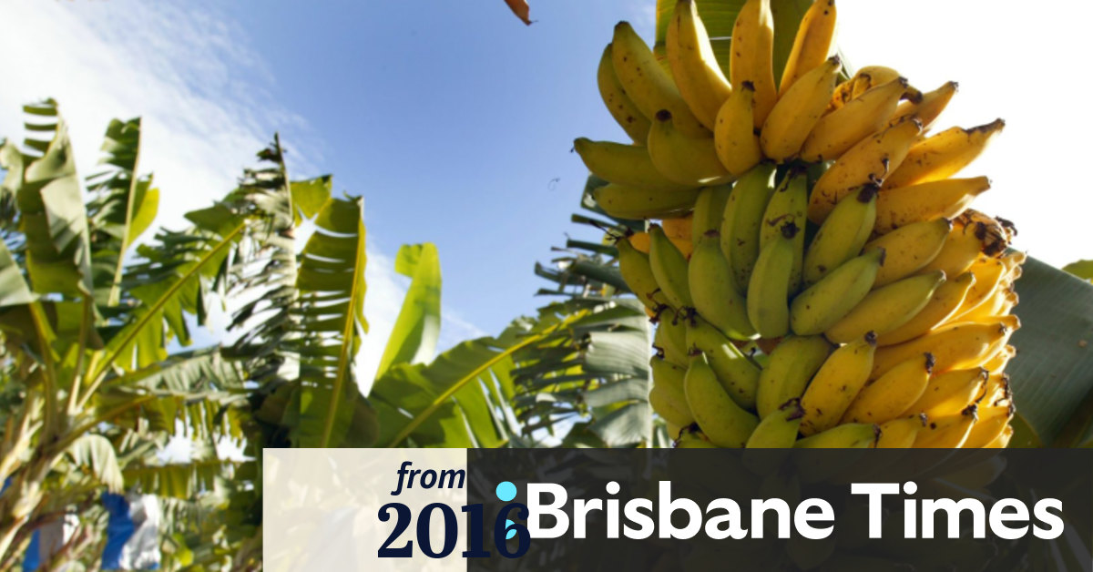 Queensland banana company Natural Evolution stays ahead of the curve