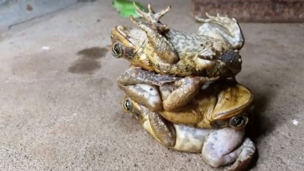 Toad stacking demonstration video goes viral on YouTube