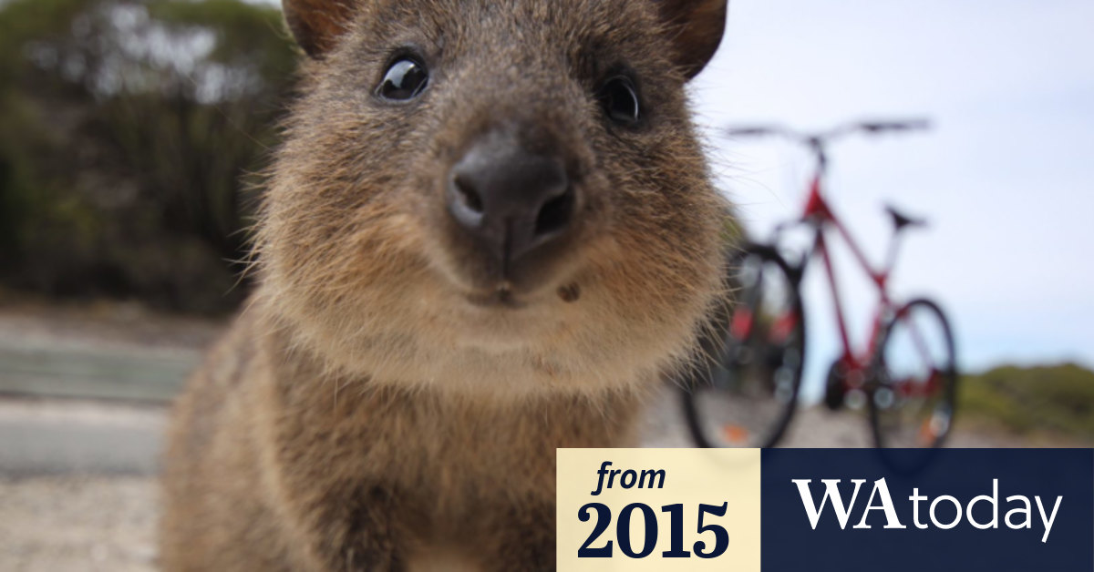 Teenager who kicked Quokka fined $2500 for Rottnest Island animal cruelty