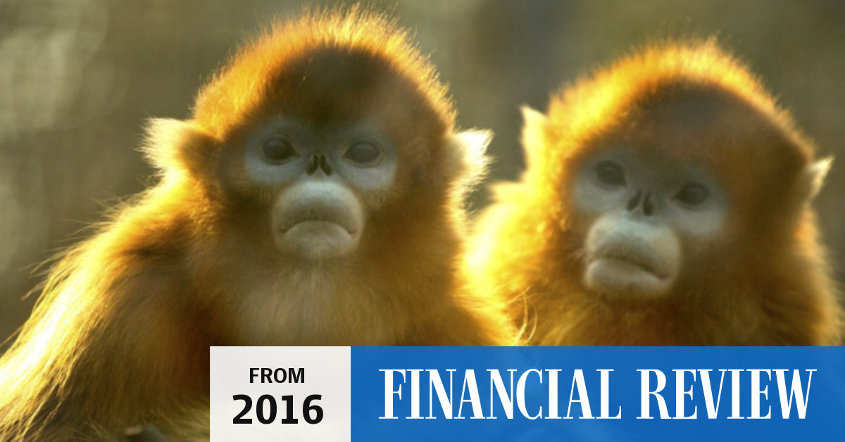 Managing money just might be monkey business