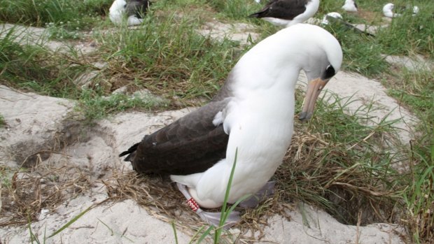First banded in 1956, Wisdom the albatross is about to lay another egg