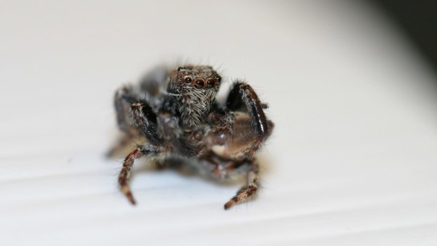 how do jumping spiders mate