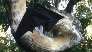 Snake eats bat at Sunshine Coast home