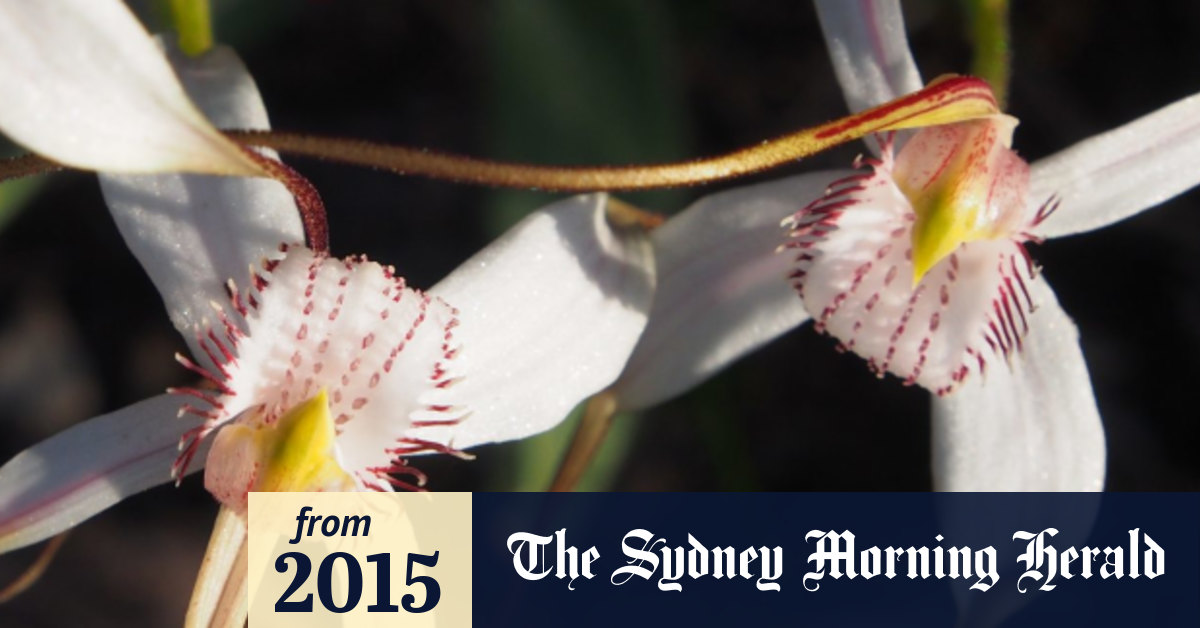 Gardening: orchids everywhere as WA blooms