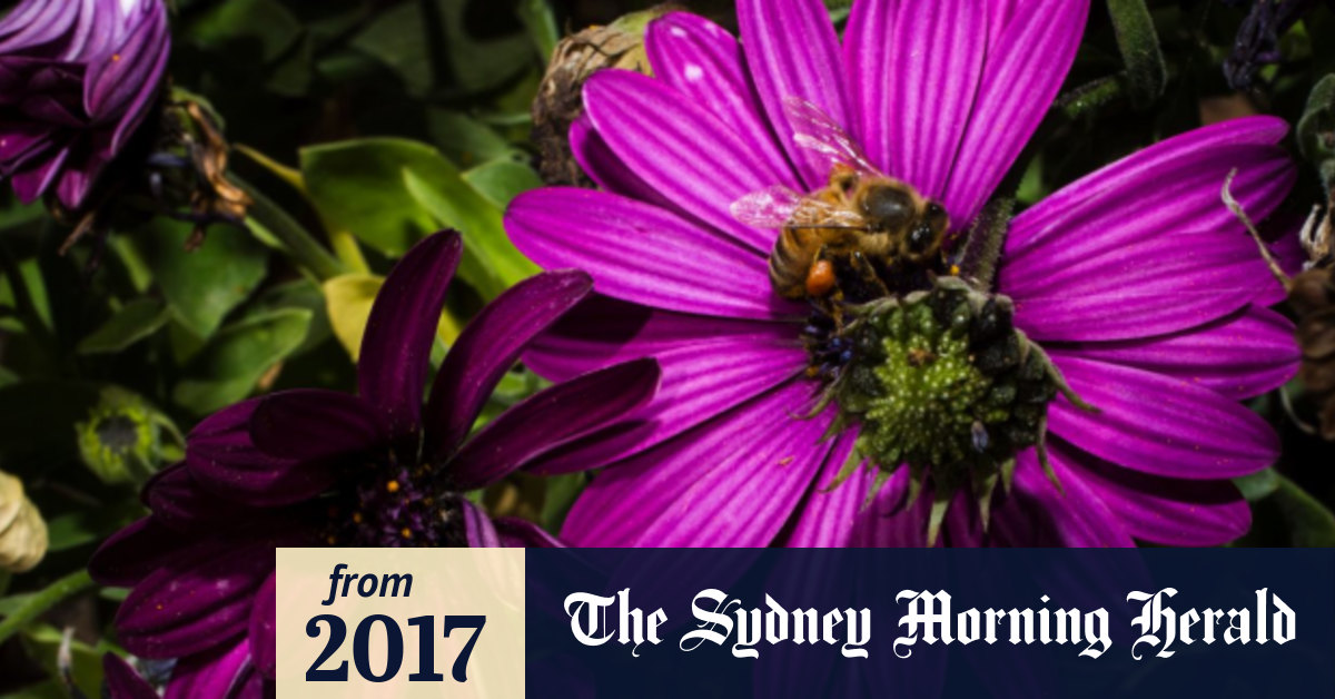 Spring arrives in Sydney