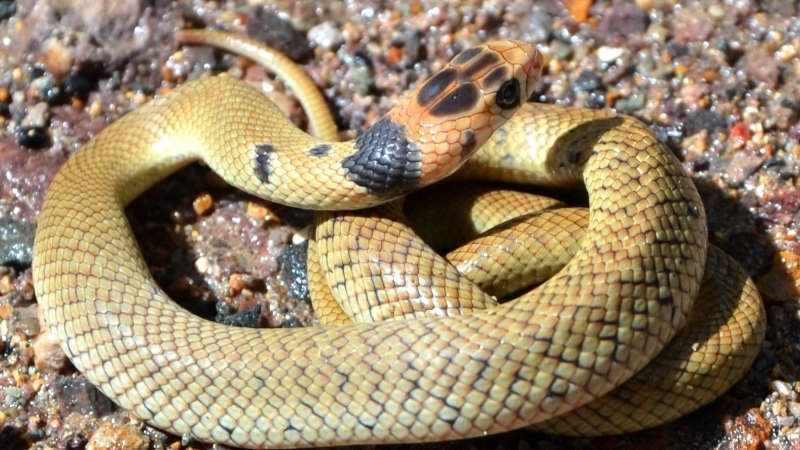 Explainer: The eastern brown snake