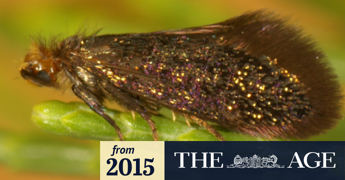 Newly discovered primitive moth 'a living dinosaur'